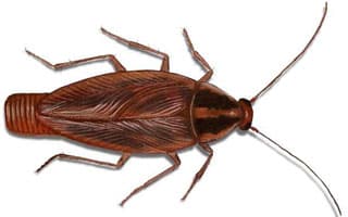 Kodin tuholaiset ja inhat ötökät