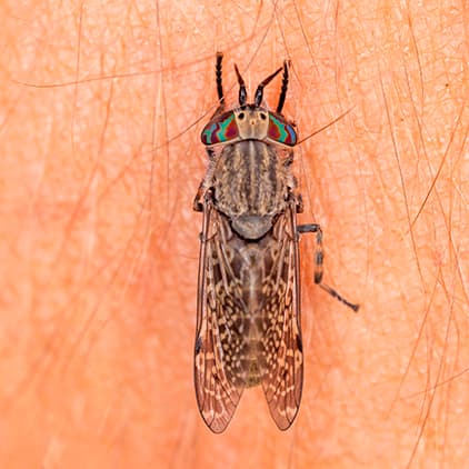 Tee helppo paarma-ansa: Katso helpot ohjeet