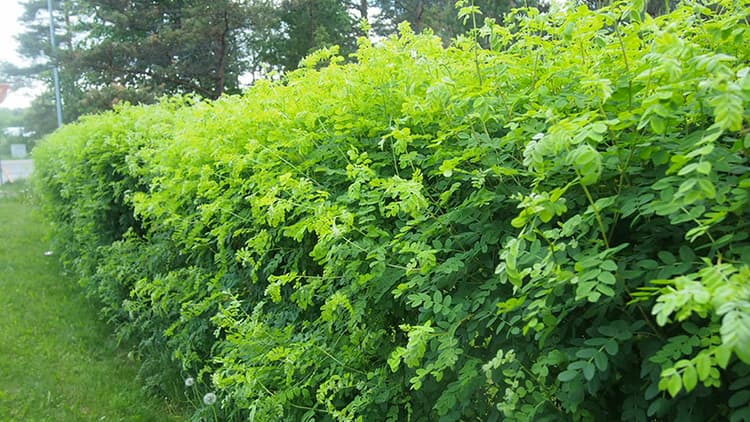 Pensasaita vai -aidanne?