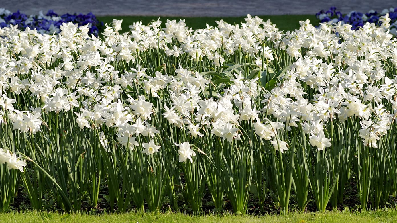 Helppohoitoinen narsissi sipuleineen on myrkyllinen