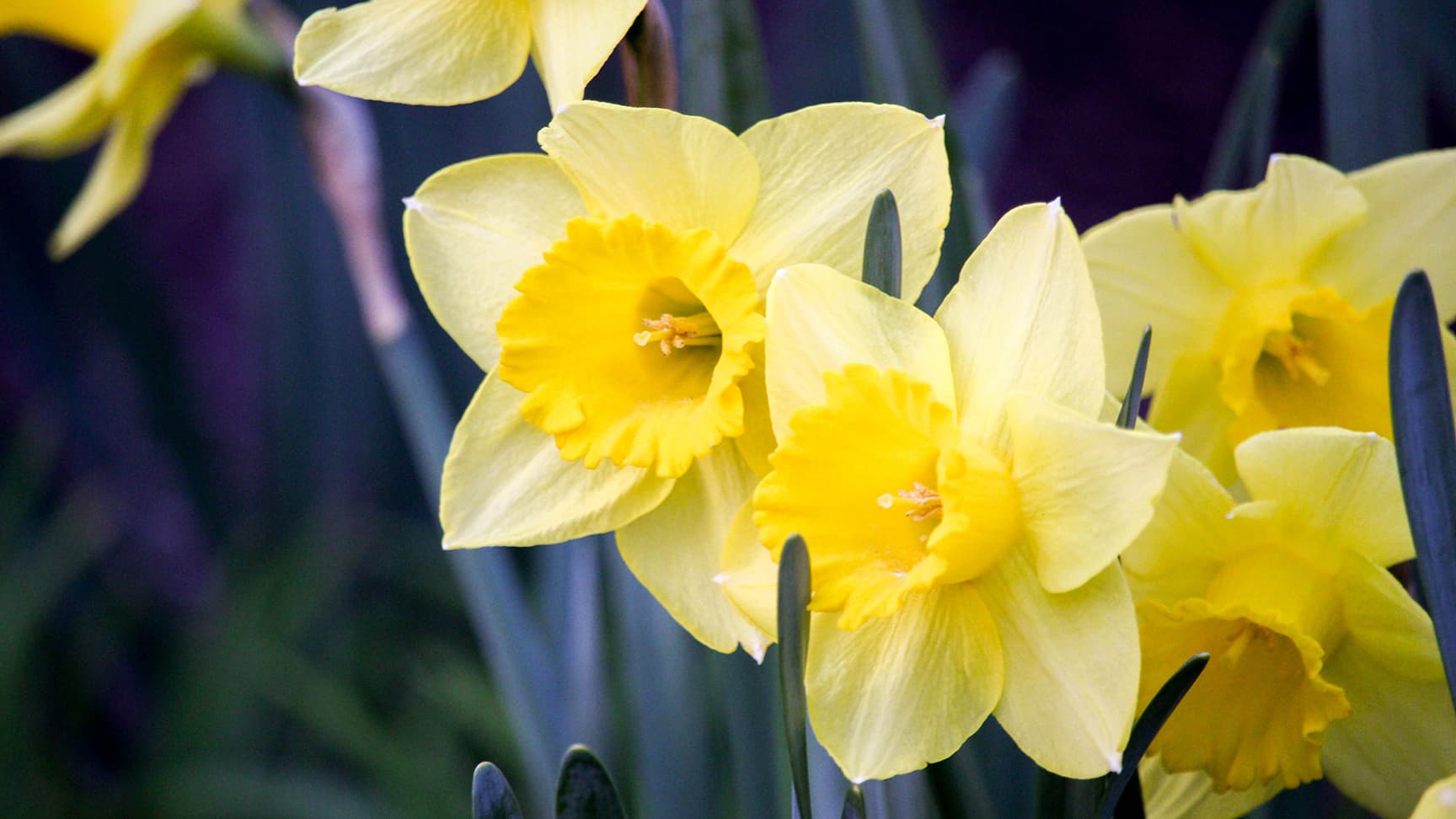 Helppohoitoinen narsissi