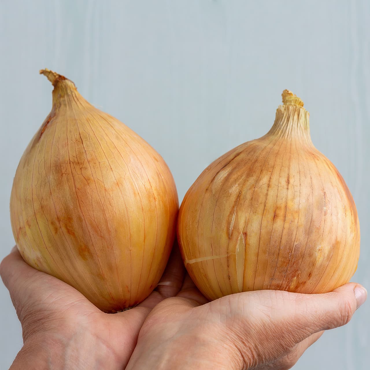 Makua ja terveyttä sipuleista: Sipulin tarina suomalaisessa keittiössä