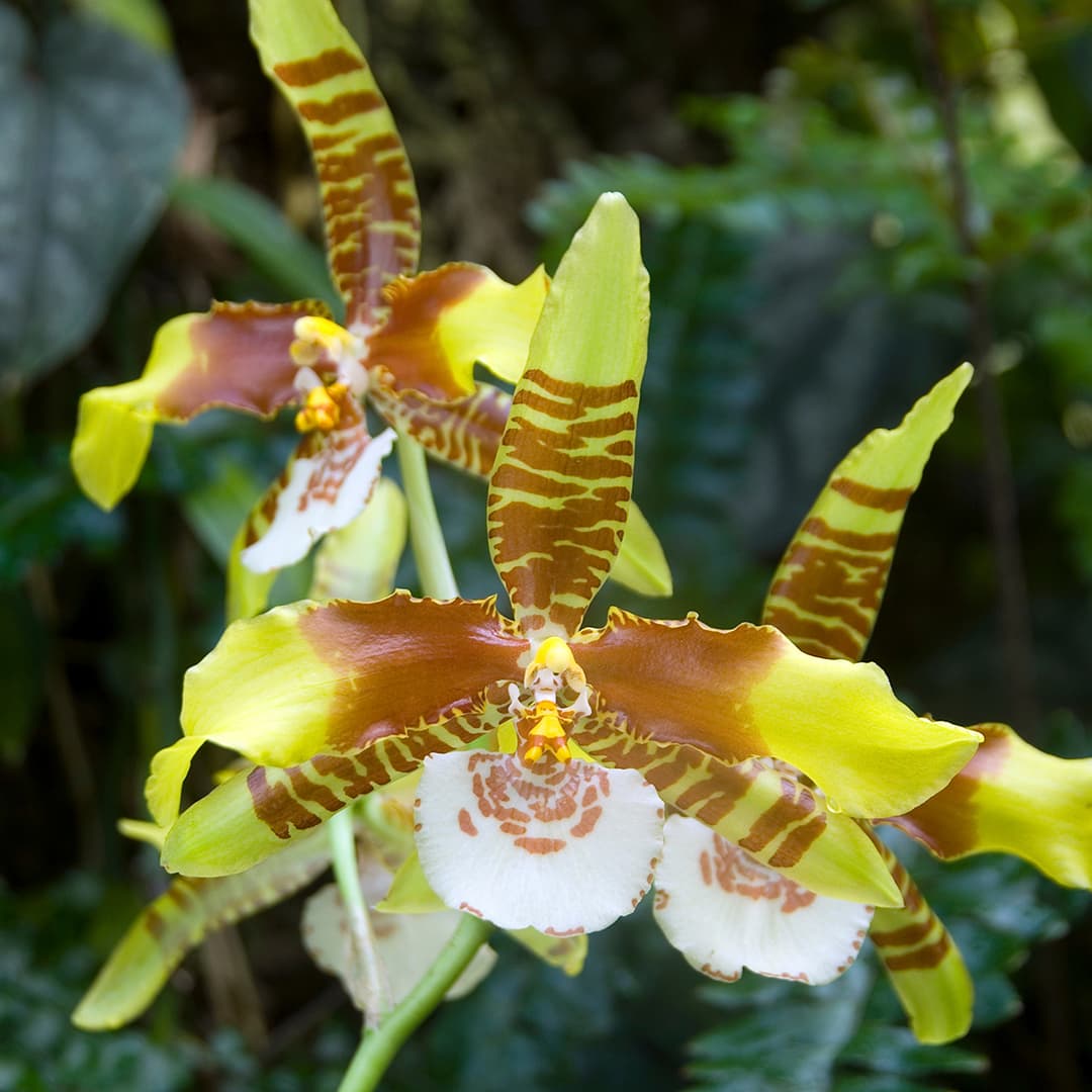 Orkideat – kasvien heimossa lukematon määrä lajeja ja hoitotapoja