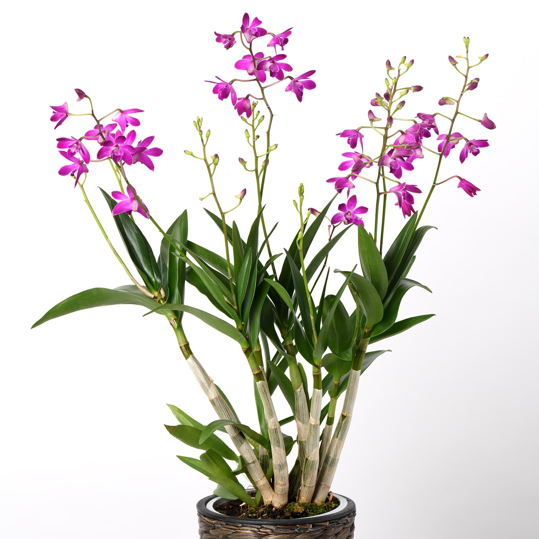 Orkideat – kasvien heimossa lukematon määrä lajeja ja hoitotapoja