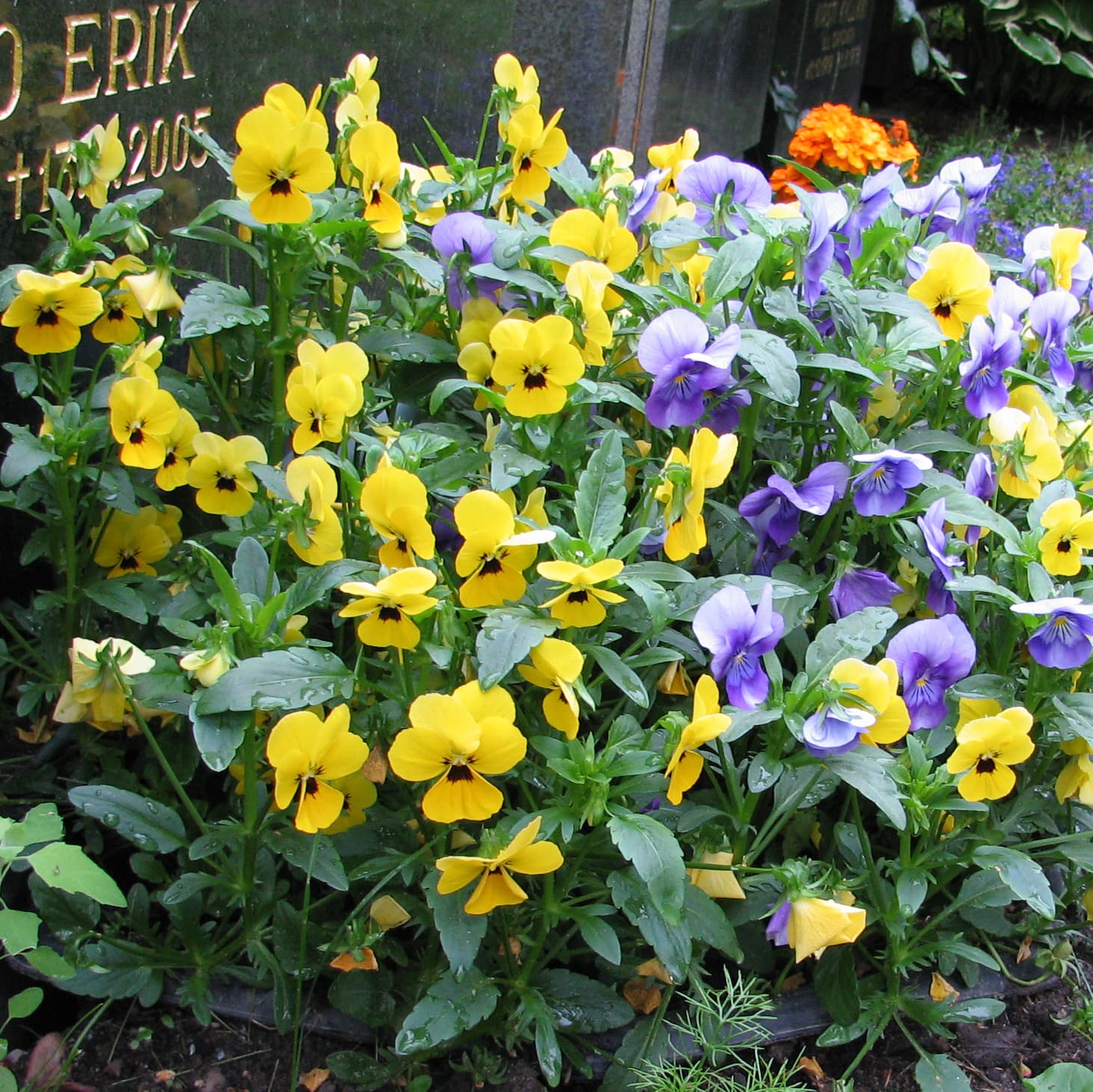 Näin valitset haudalle kestävät kasvit