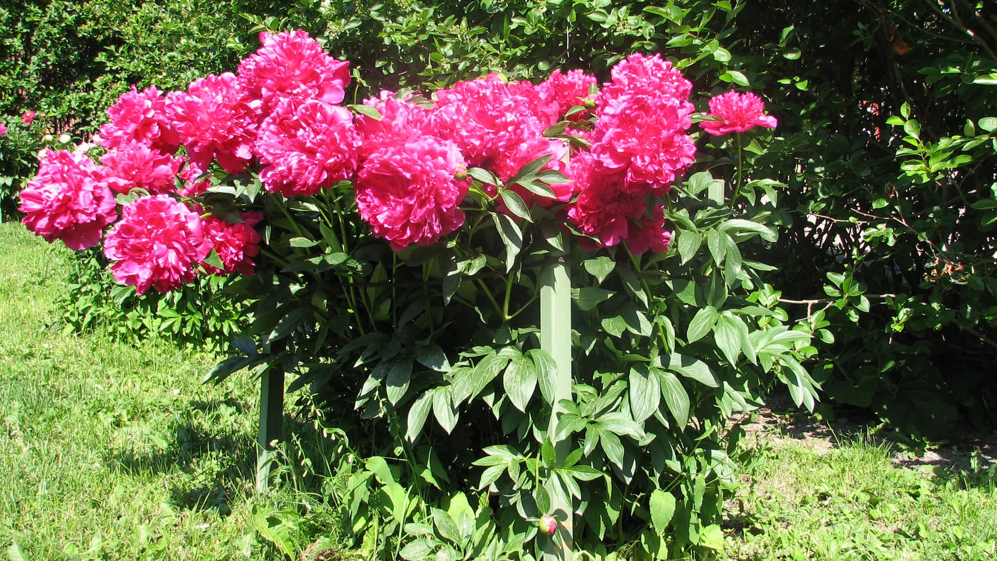 Pioni on puutarhan kuningatar: Katso hoitovinkit