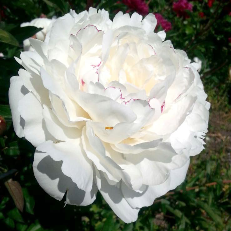 Pioni on puutarhan kuningatar: Katso hoitovinkit