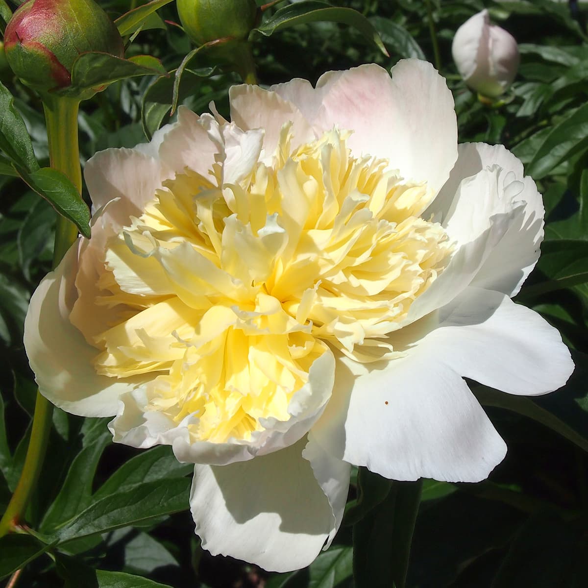 Pioni on puutarhan kuningatar: Katso hoitovinkit