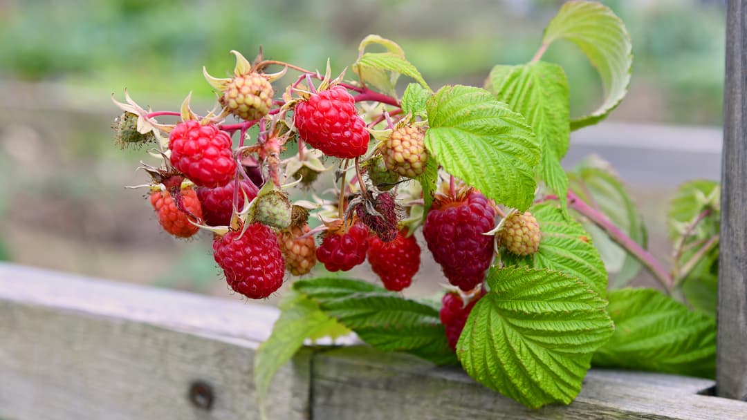 Vadelma Suomessa: Luonnonvaraisesta viljelyyn – näin onnistut