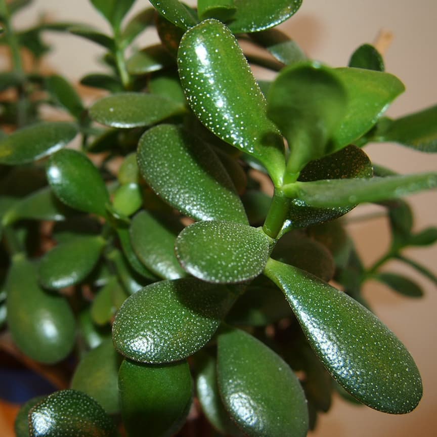 Rahapuu (Crassula ovata) viihtyy vähällä