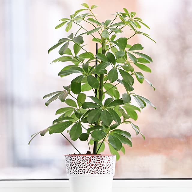 Tutustu viherkasveihin