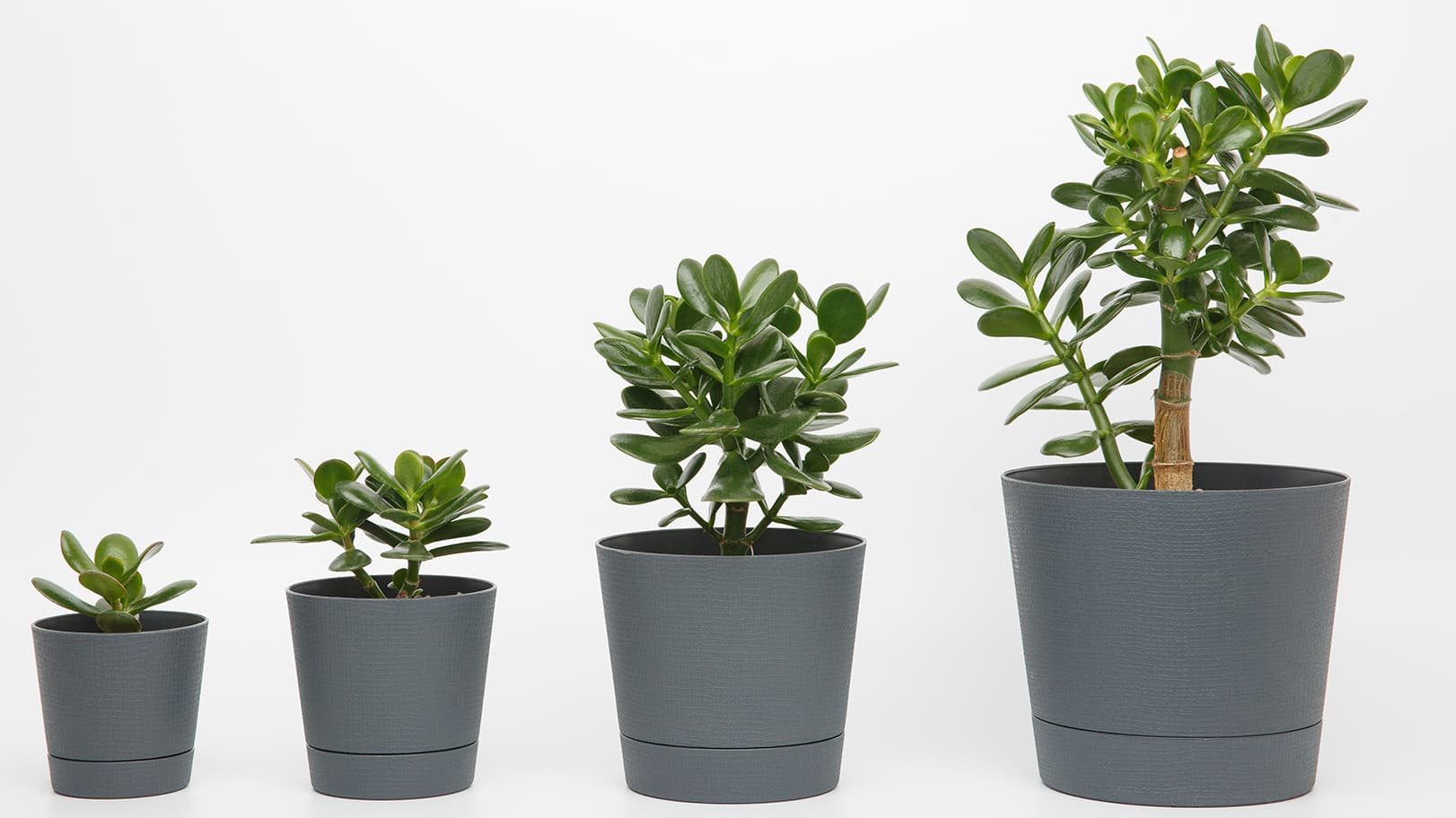 Rahapuu (Crassula ovata) viihtyy vähällä