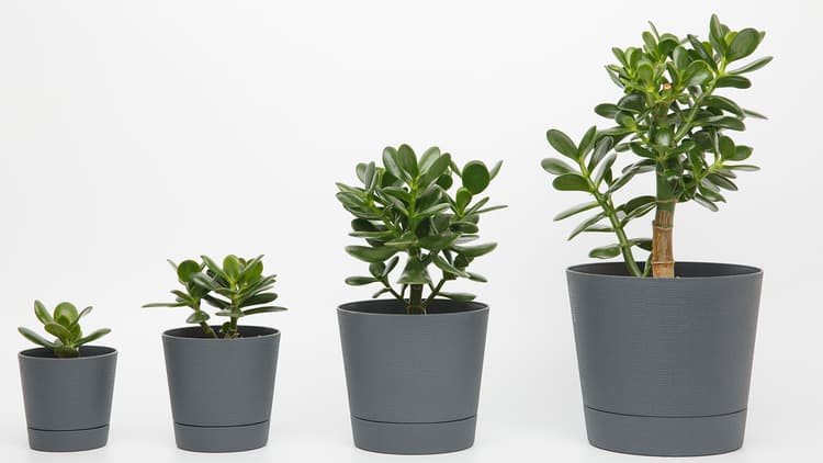 Rahapuu (Crassula ovata) viihtyy vähällä