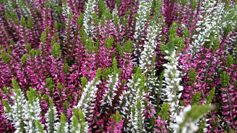 Kanerva on syksyinen ilopilleri