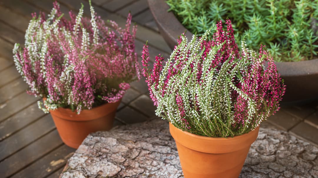 Kanerva on syksyinen ilopilleri