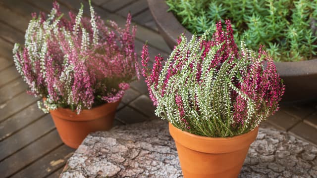 Kanerva on syksyinen ilopilleri