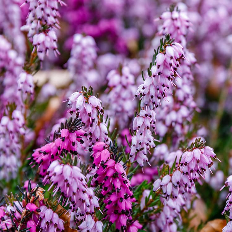 Kanerva on syksyinen ilopilleri