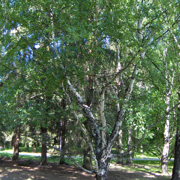 Koivut muistoissa ja puutarhassa