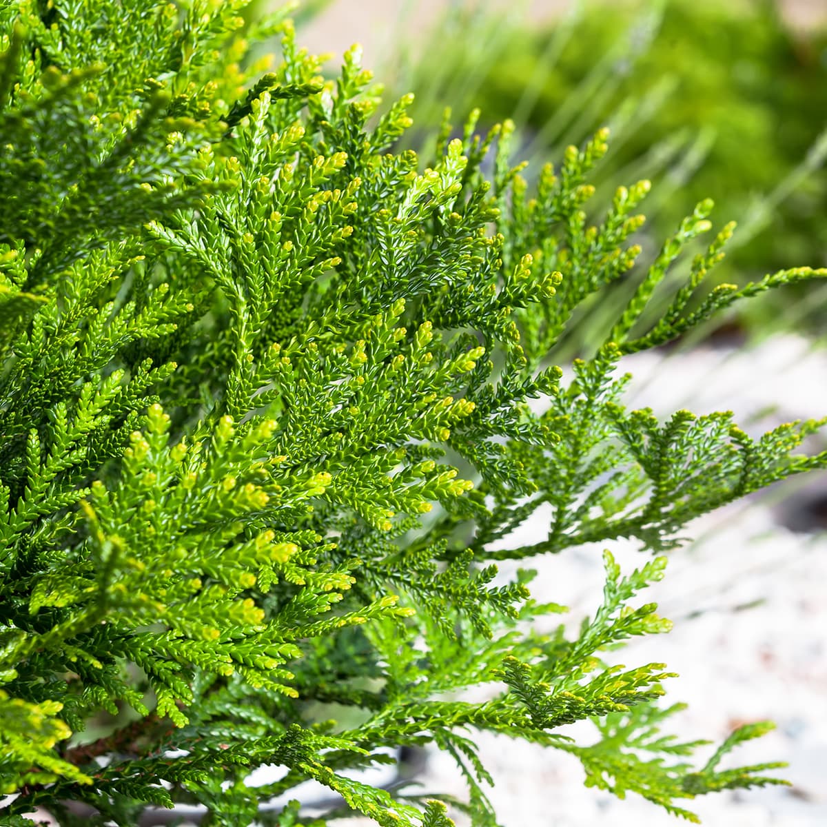 Tuija - tutustu eri lajikkeisiin