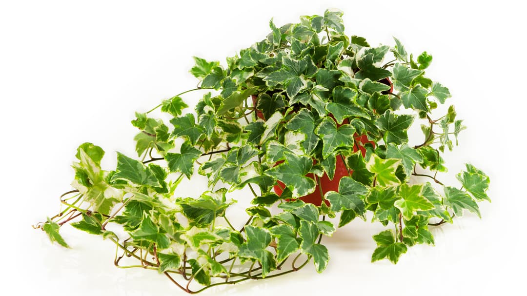 Helppohoitoinen muratti sopii joka kotiin