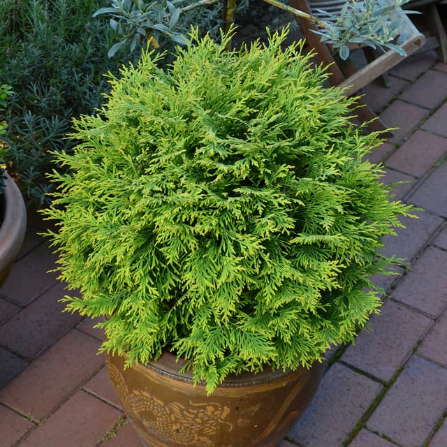 Tuija - tutustu eri lajikkeisiin