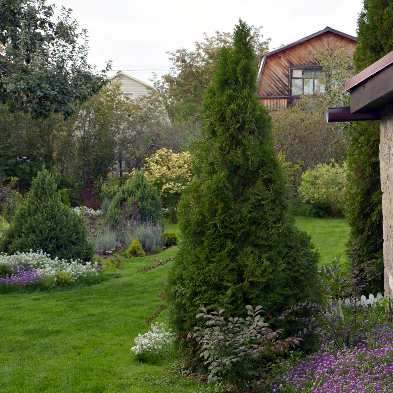 Tuija - tutustu eri lajikkeisiin