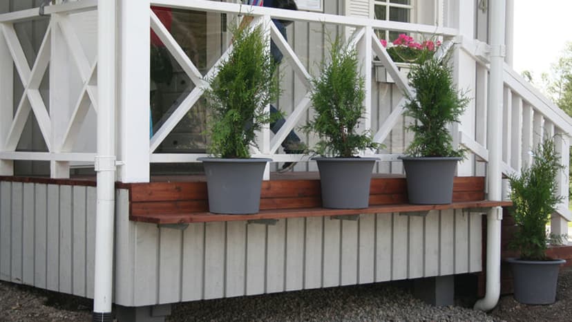 Tuija - tutustu eri lajikkeisiin