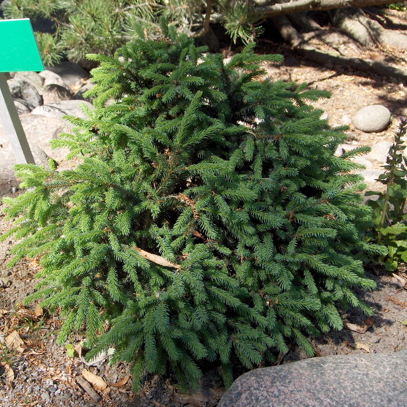 Havukasvit täydentävät pihan vihreyttä ympäri vuoden