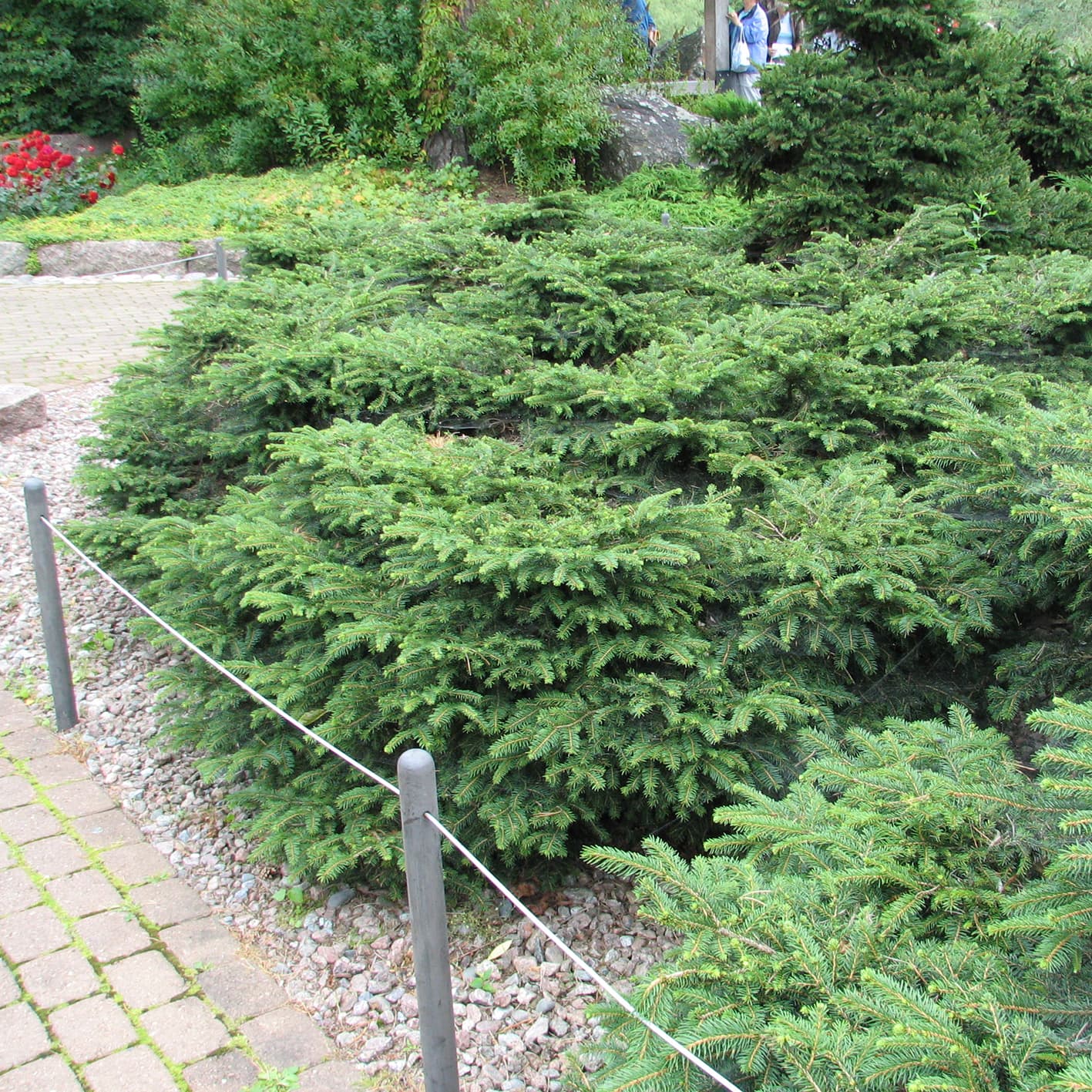 Havukasvit täydentävät pihan vihreyttä ympäri vuoden