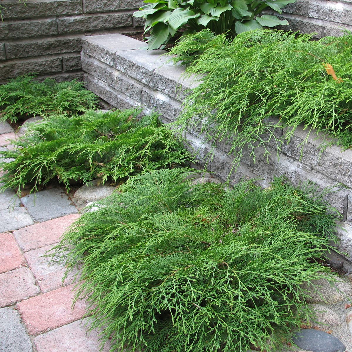 Havukasvit täydentävät pihan vihreyttä ympäri vuoden