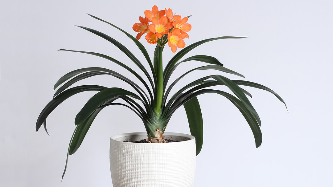 Kliivia, punasarja (Clivia) on näyttävä huonekasvi