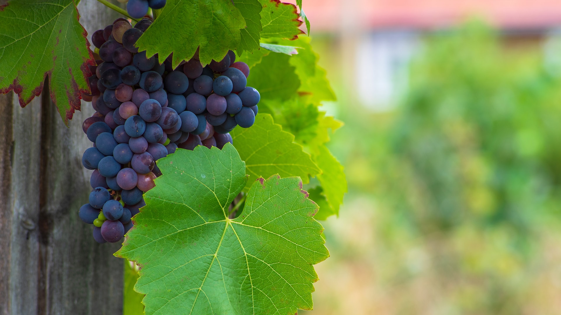 Viiniköynnös Suomessa – kasvihuoneesta avomaalle