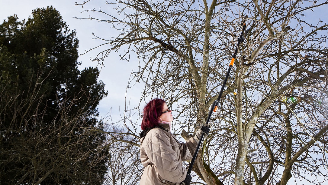 Leikkaa omenapuu oikein: Nappaa vinkit omenapuun leikkaamiseen