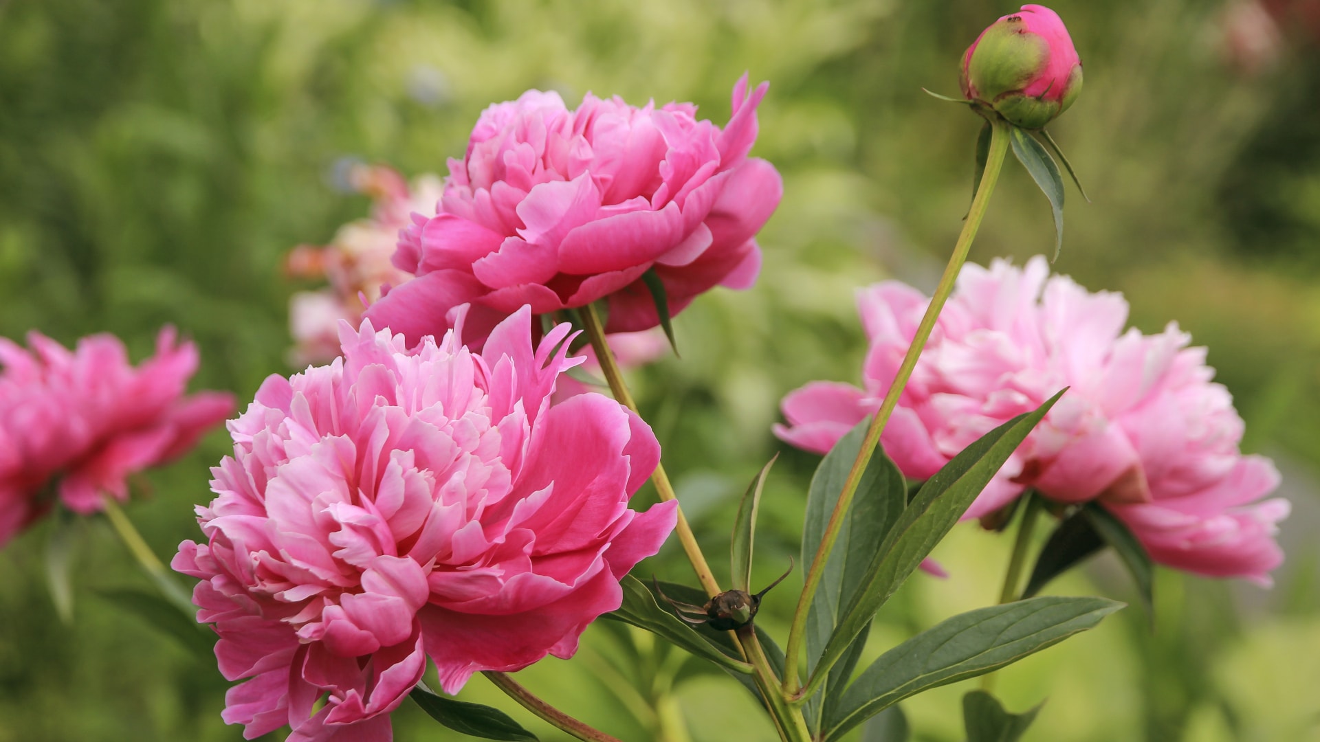 Pioni on puutarhan kuningatar: Katso hoitovinkit