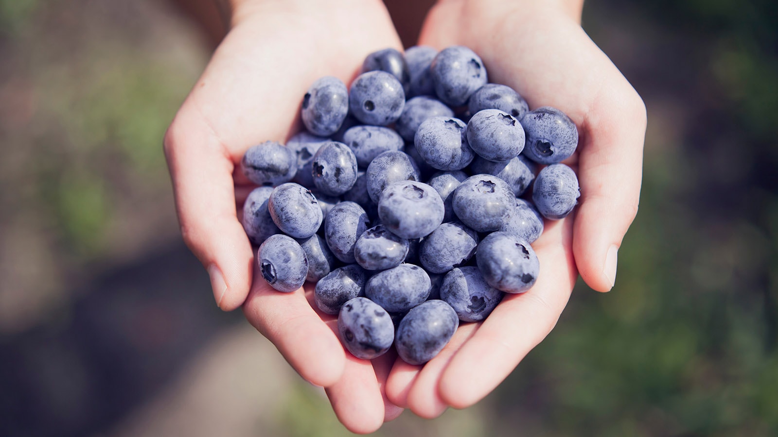 Pensasmustikka hurmaa pihassa ja lautasella