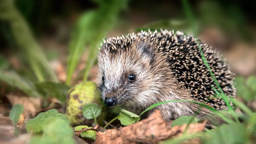 Siili, siilin ruokinta ja siilin talvipesä