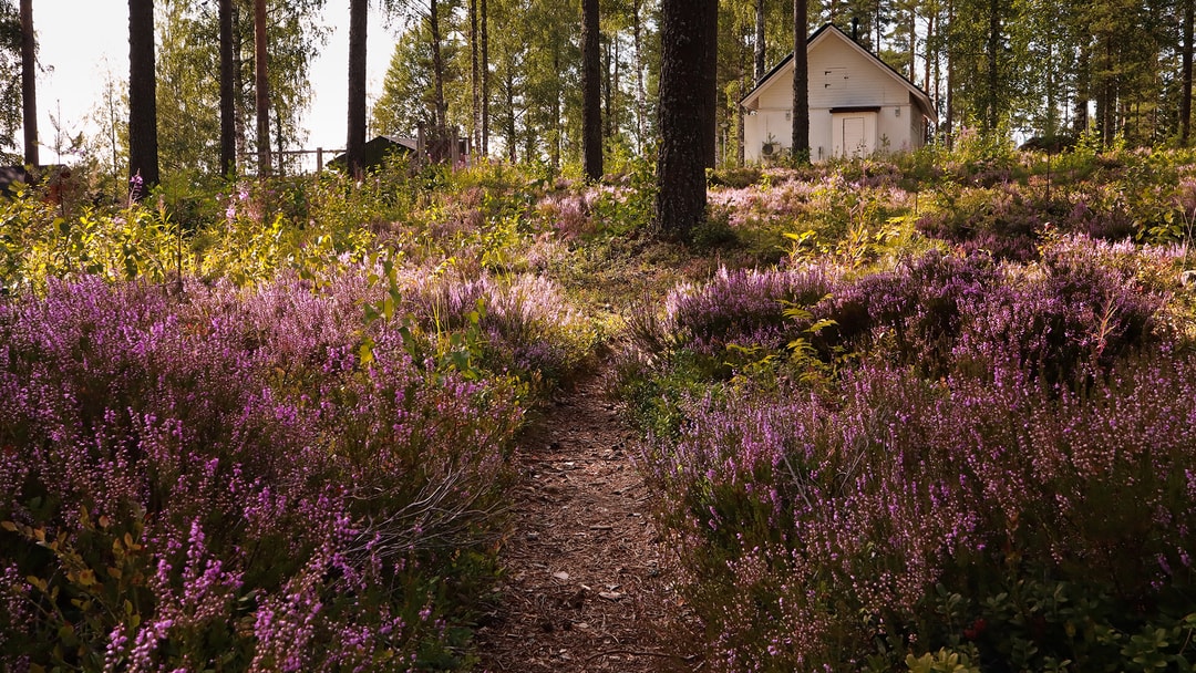 Kanerva on syksyinen ilopilleri