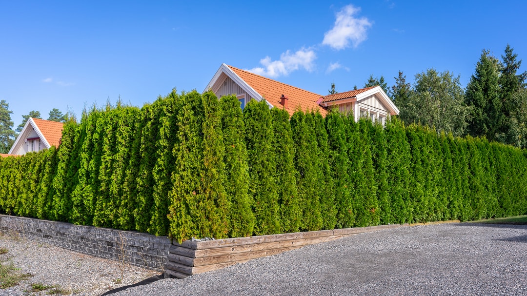 Tuija - tutustu eri lajikkeisiin